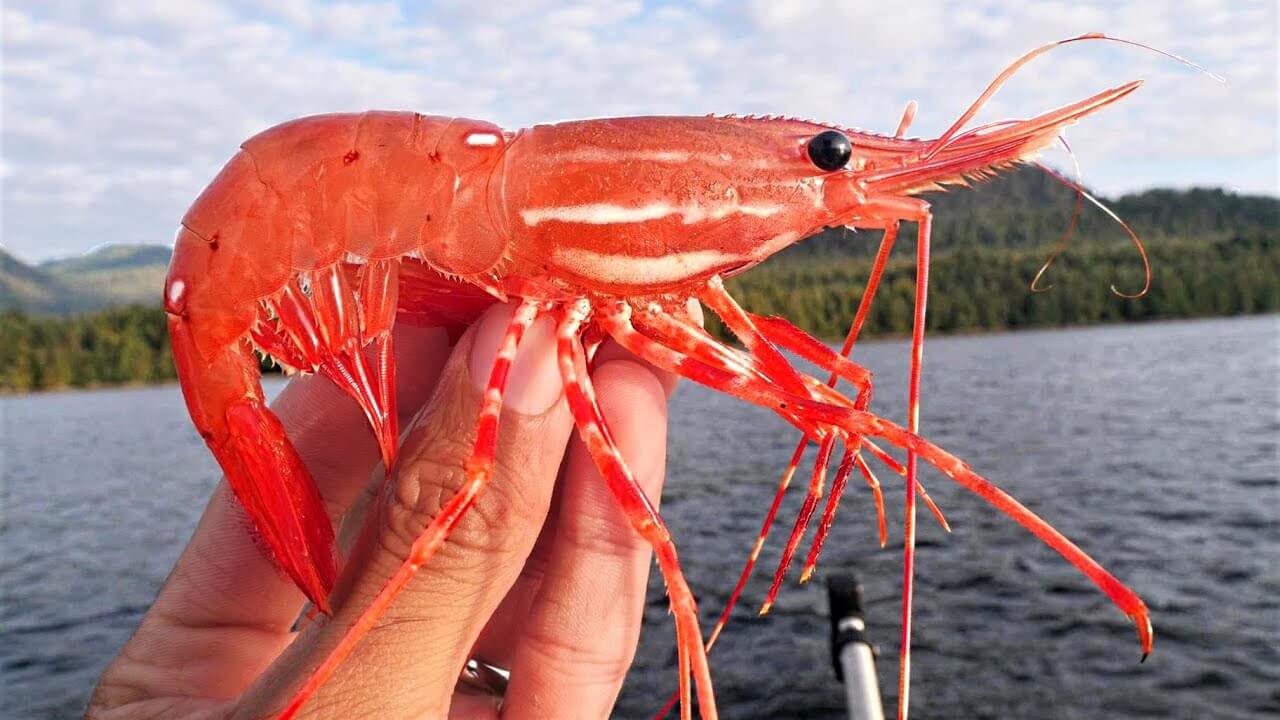 Truths About the Atlantic Northern Shrimp - Different Truths