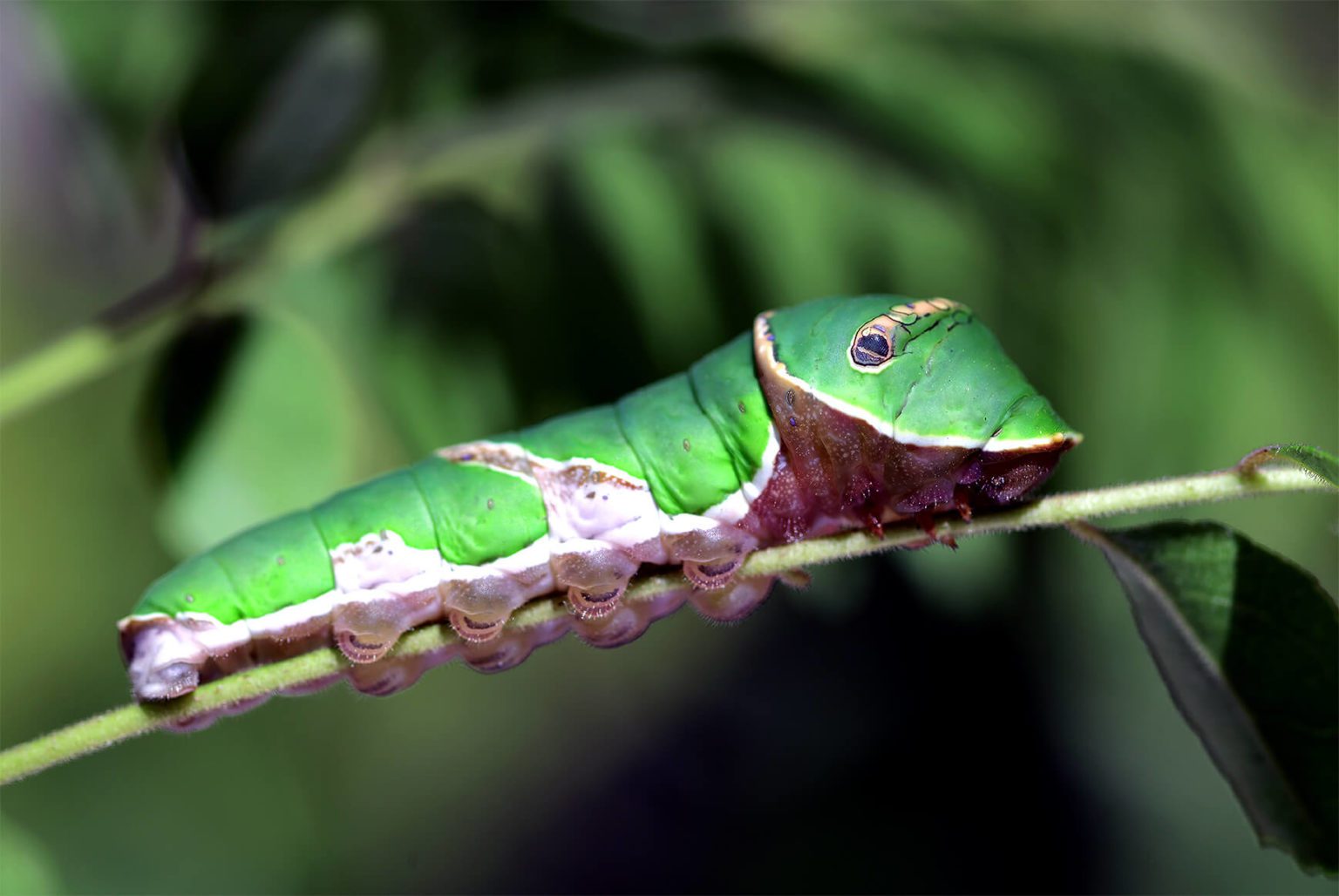 Hope & Patience: How a Caterpillar Transformed into a Butterfly ...
