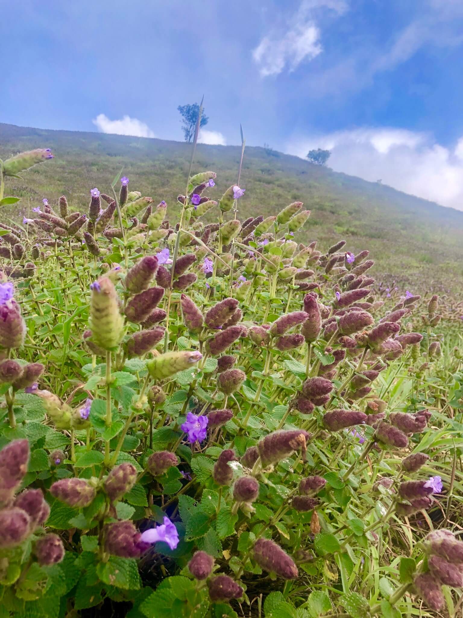 Coorg: Neelakurinji Flowers, Pepper Vines, Coffee Plantations & More ...