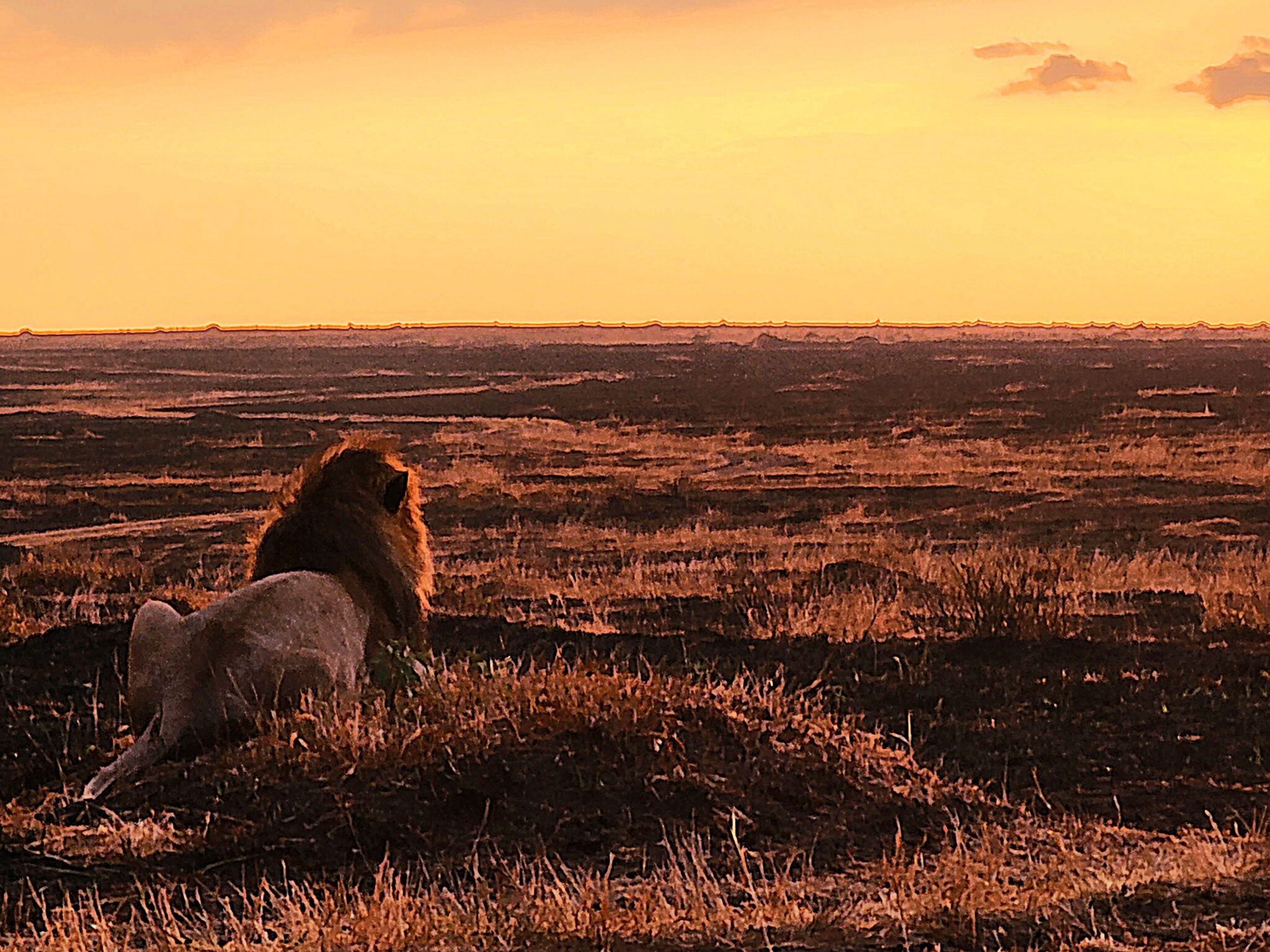 Simba’s Saga: A Journey into the Heart of Masai Mara - Different Truths